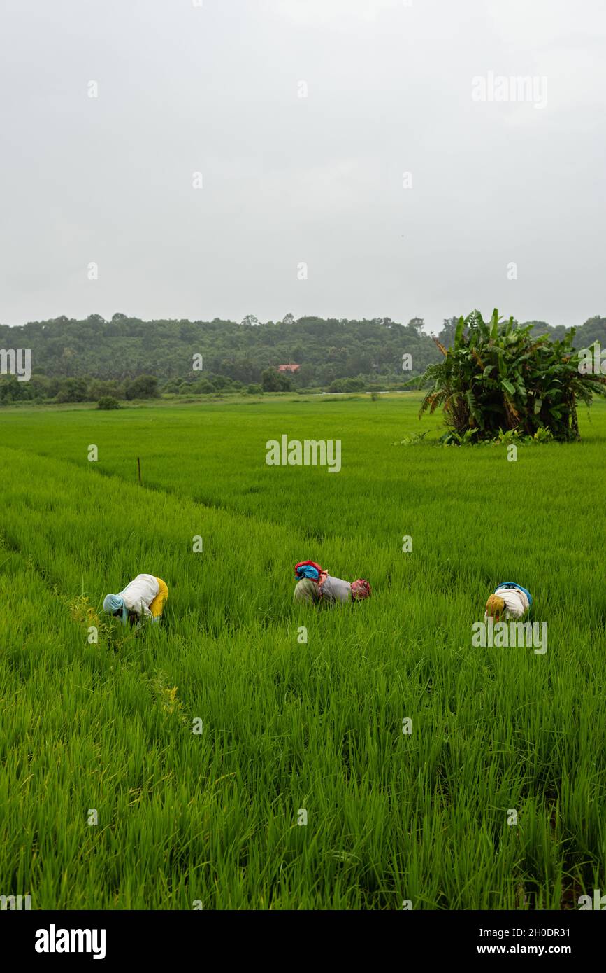 G, INDIA - Sep 25, 2021: Mapusa Goa India- September 25 2021: Local ...