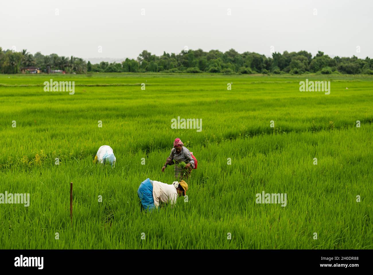 G, INDIA - Sep 25, 2021: Mapusa Goa India- September 25 2021: Local ...