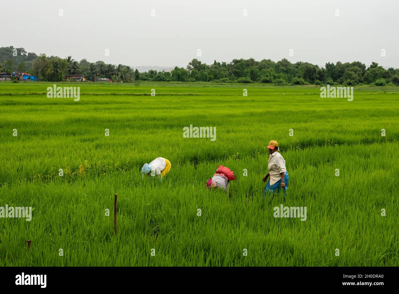 G, INDIA - Sep 25, 2021: Mapusa Goa India- September 25 2021: Local ...