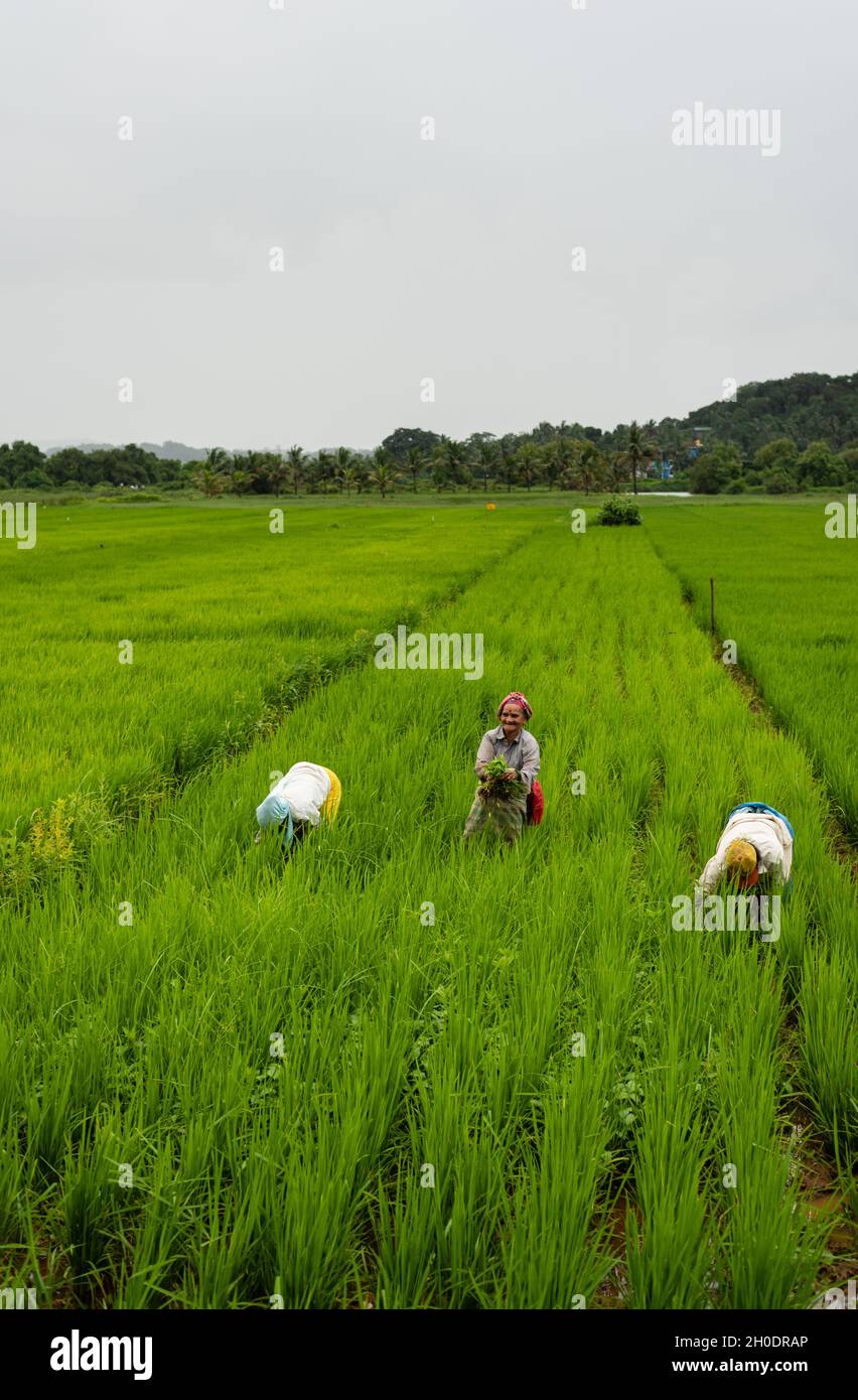 Throwing weeds hi-res stock photography and images - Alamy