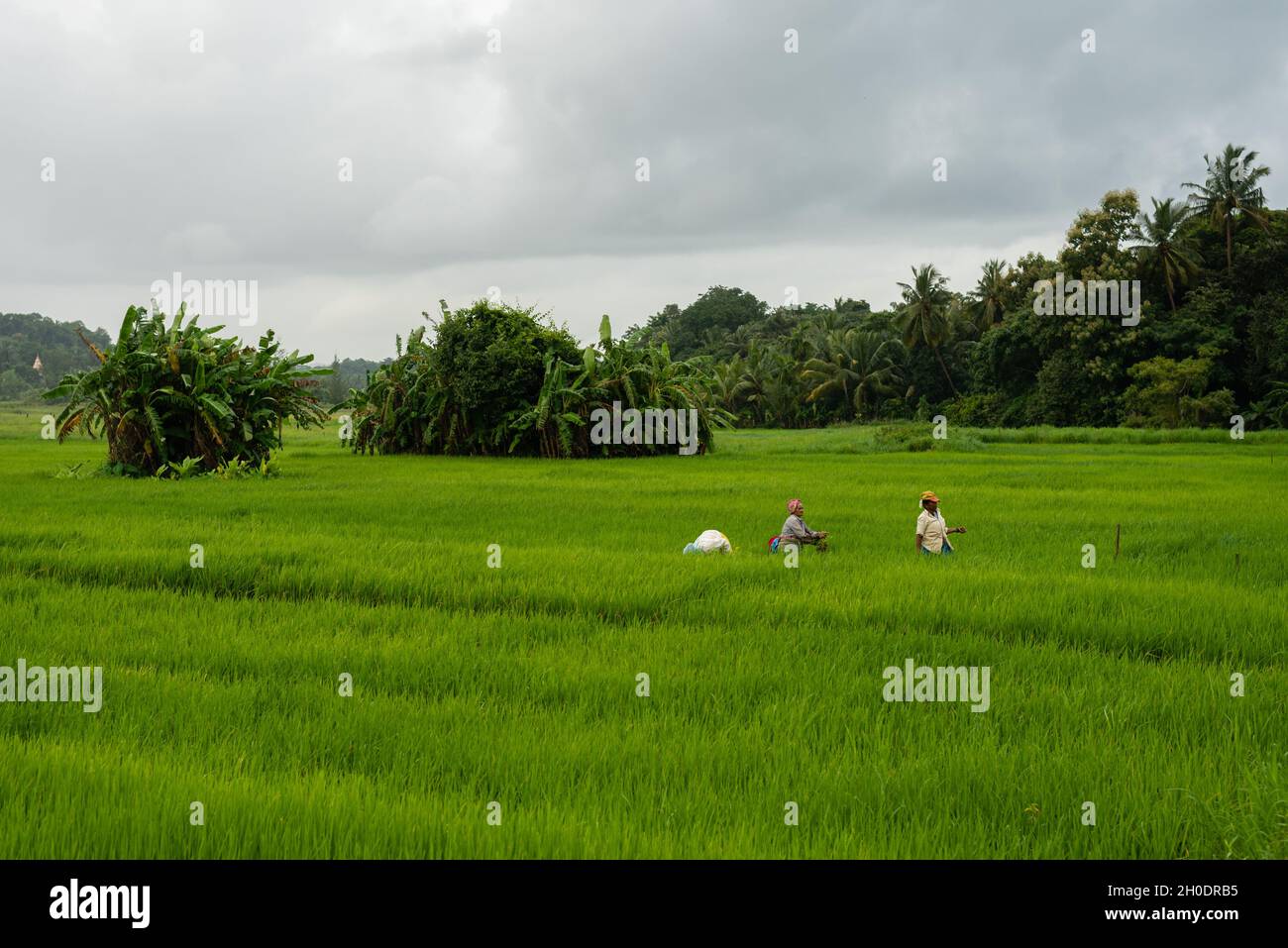 G, INDIA - Sep 25, 2021: Mapusa Goa India- September 25 2021: Local ...