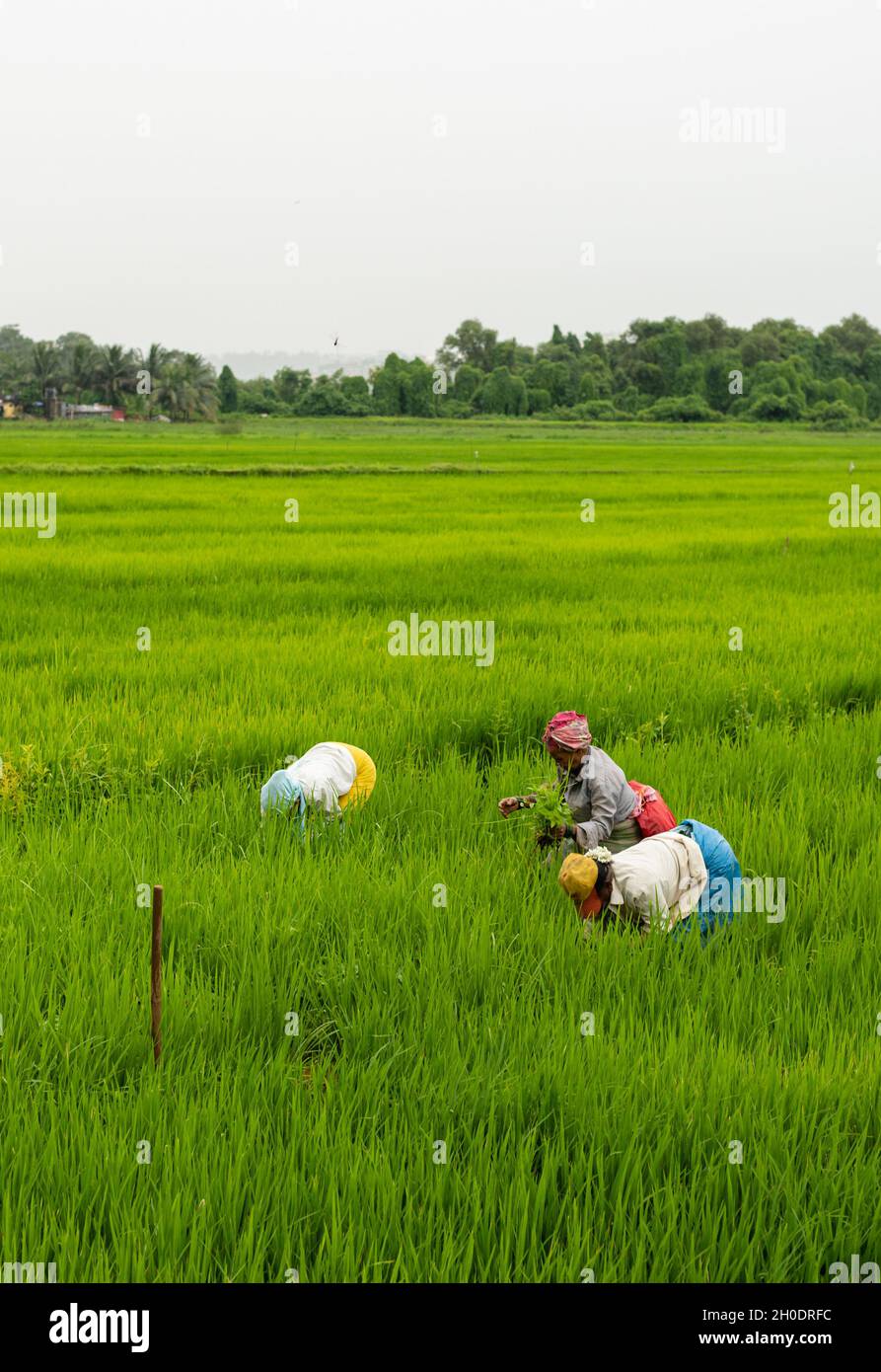G, INDIA - Sep 25, 2021: Mapusa Goa India- September 25 2021: Local ...