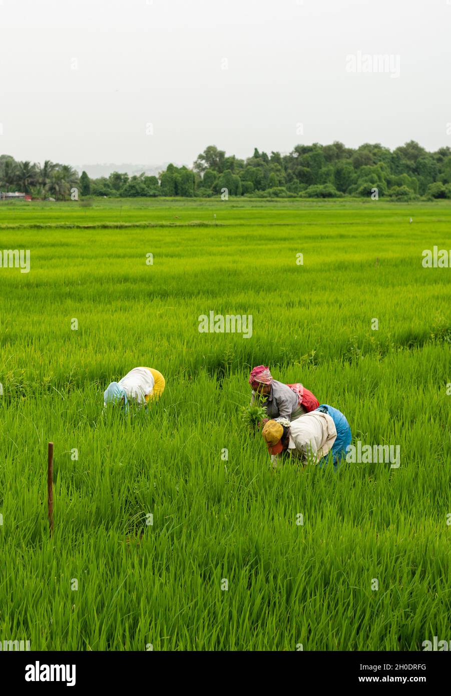 G, INDIA - Sep 25, 2021: Mapusa Goa India- September 25 2021: Local ...