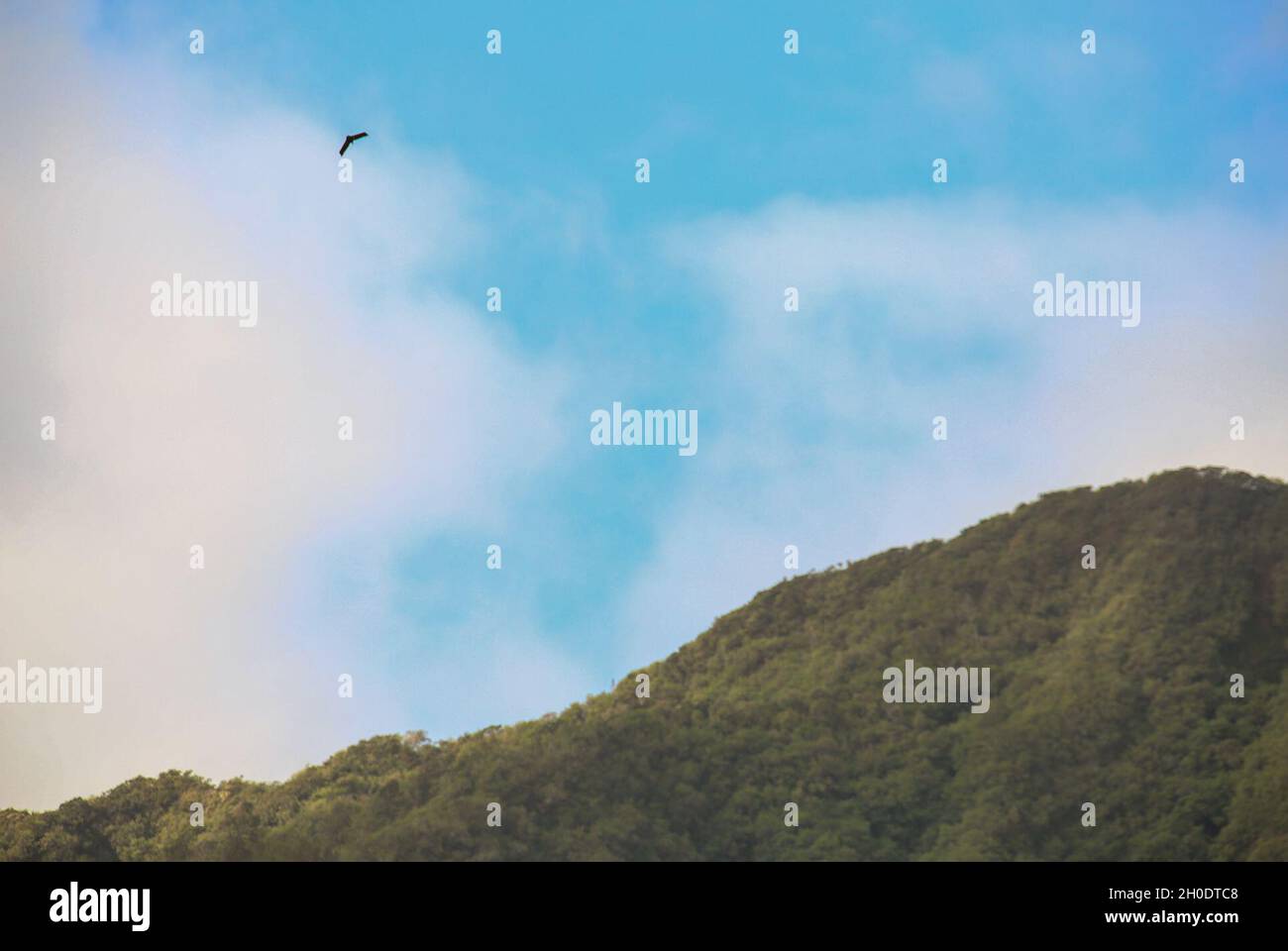 Military intelligence Soldiers with the 25th Infantry Division train on ...