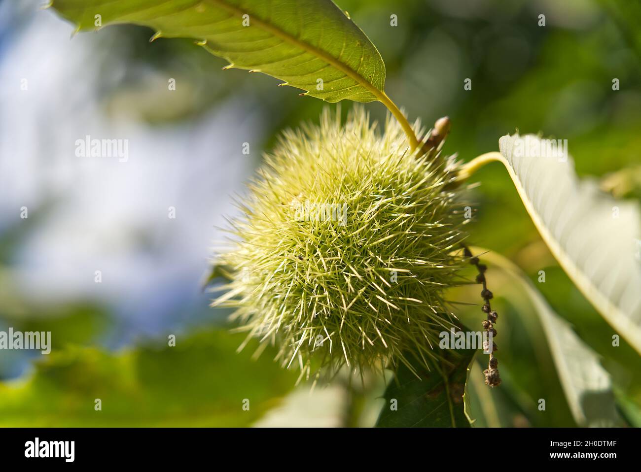 Dry chesnut leaf hi-res stock photography and images - Alamy