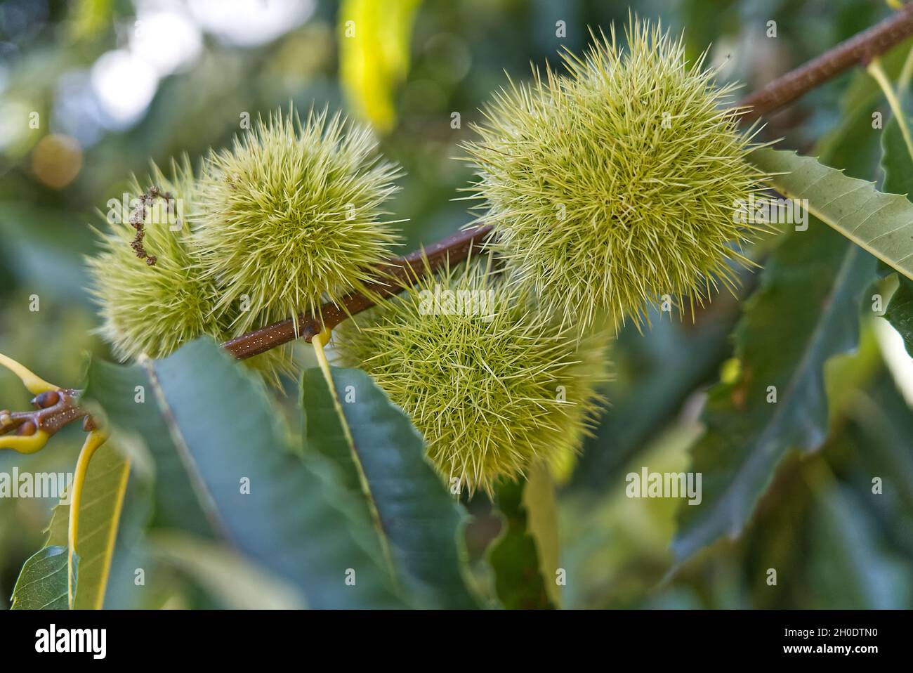 Dry chesnut leaf hi-res stock photography and images - Alamy