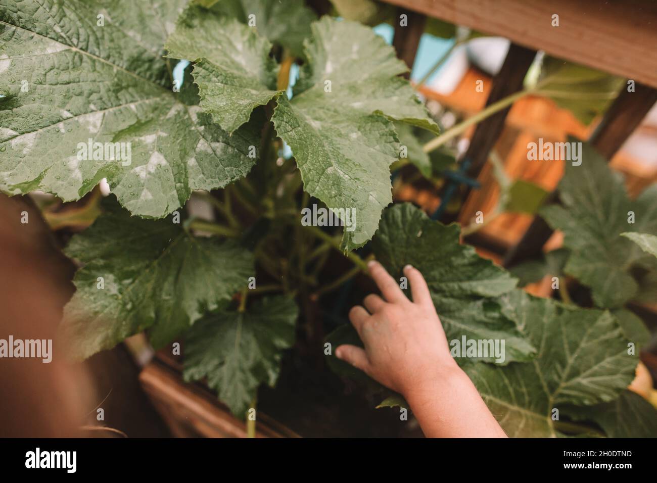 Grow vegetables patio hi-res stock photography and images - Alamy