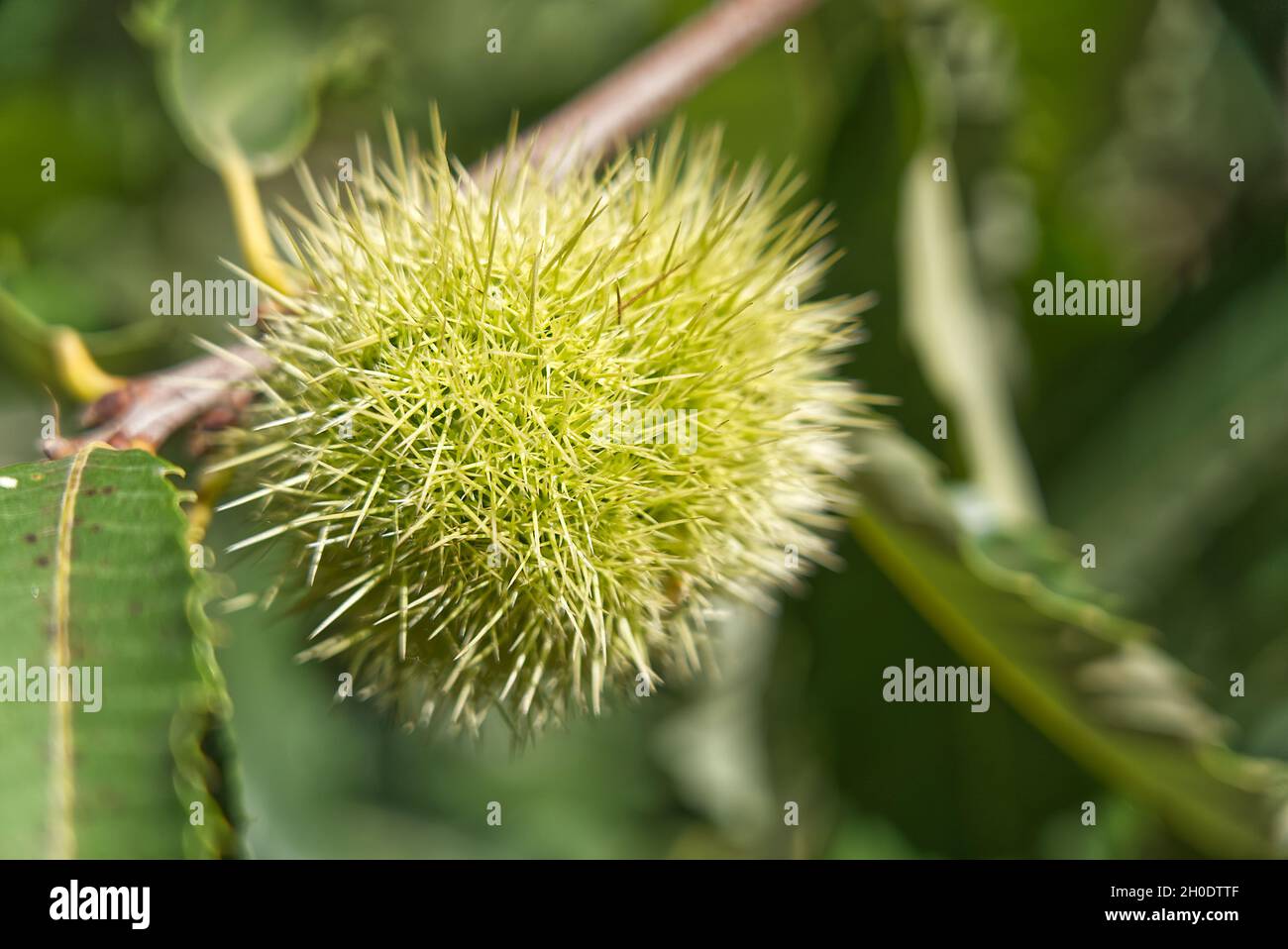 Closeup shot of green chesnut Stock Photo - Alamy