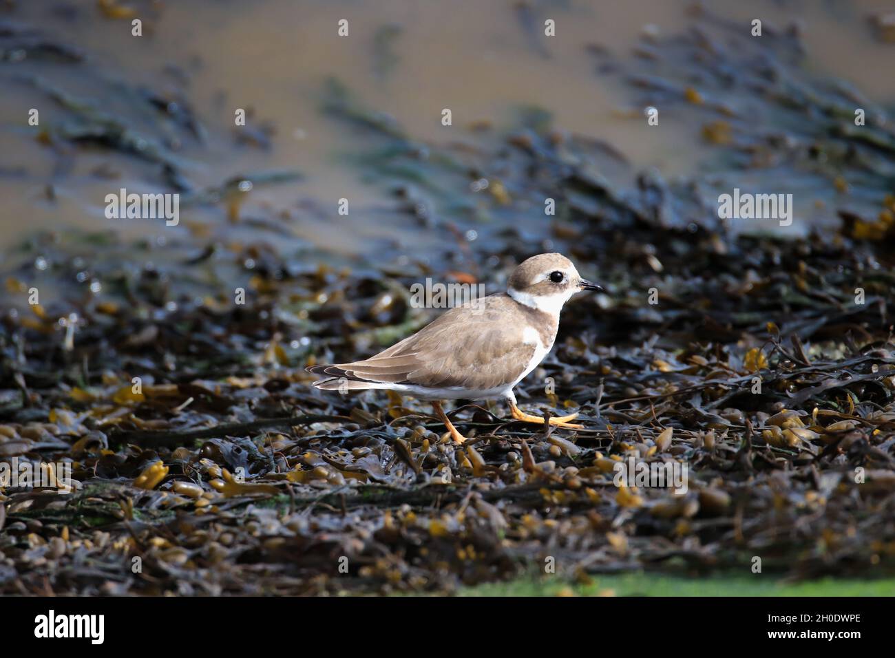 Stone plover hi-res stock photography and images - Alamy