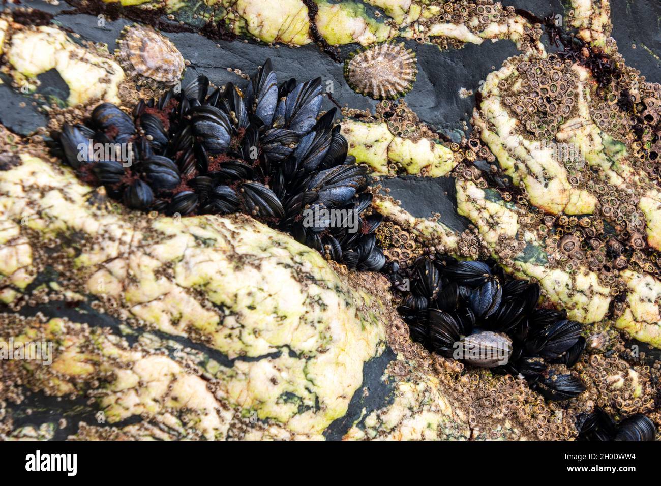 Mussel shells and barnacles clinging tightly to rocks while the tide is ...