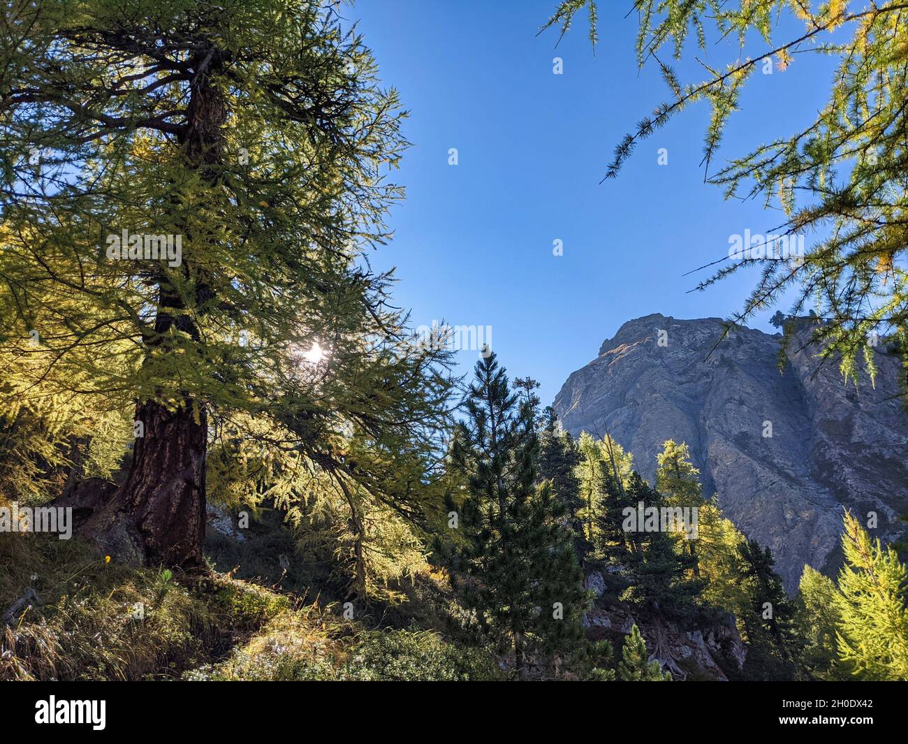 larch forest the swiss alps. Fantastic autumn mood near the davos ...