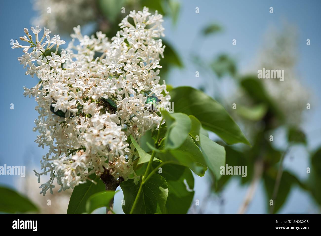 Syringa vulgaris ‘primrose’ hi-res stock photography and images - Alamy