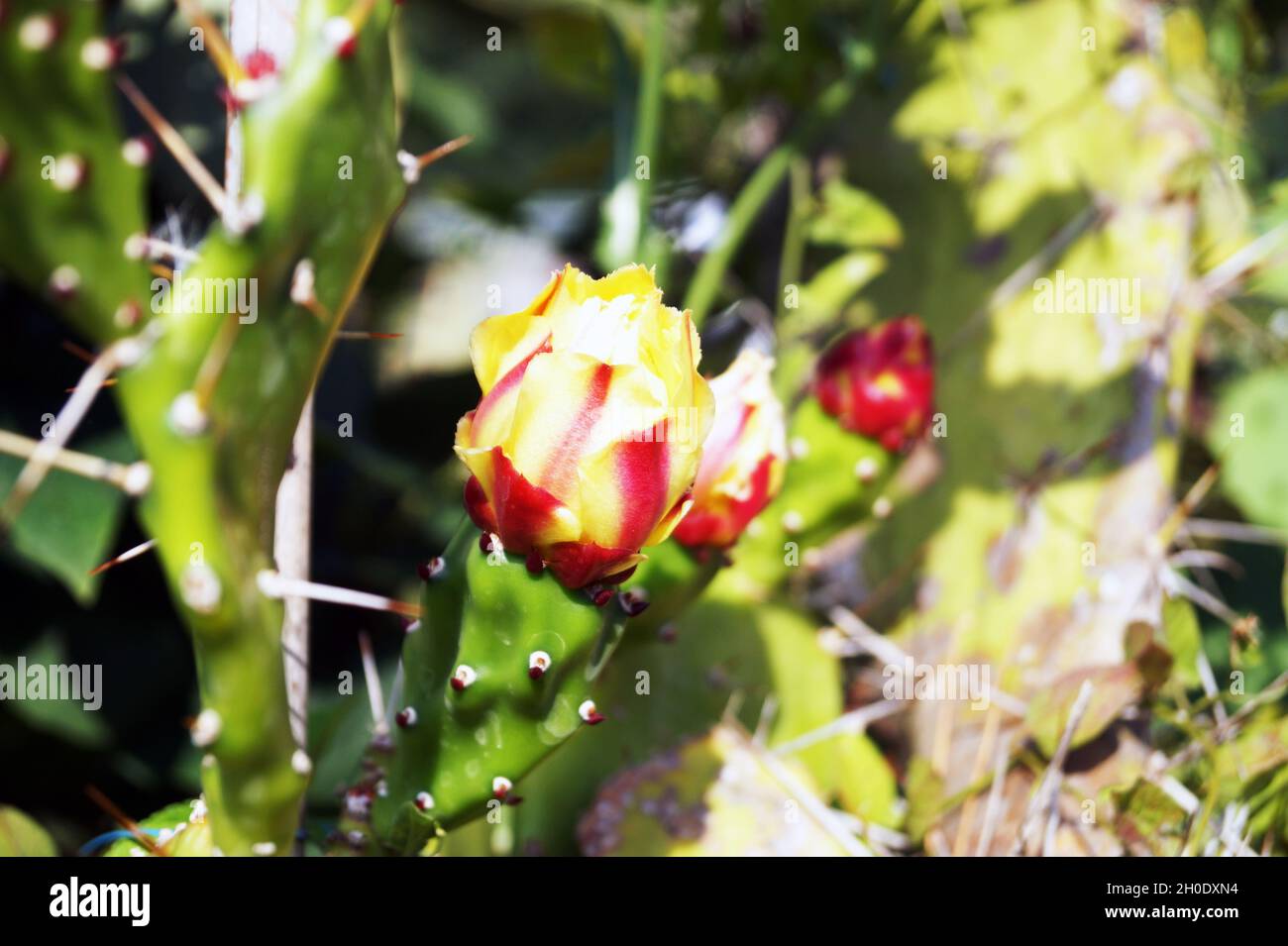 Red ball desert hi-res stock photography and images - Alamy