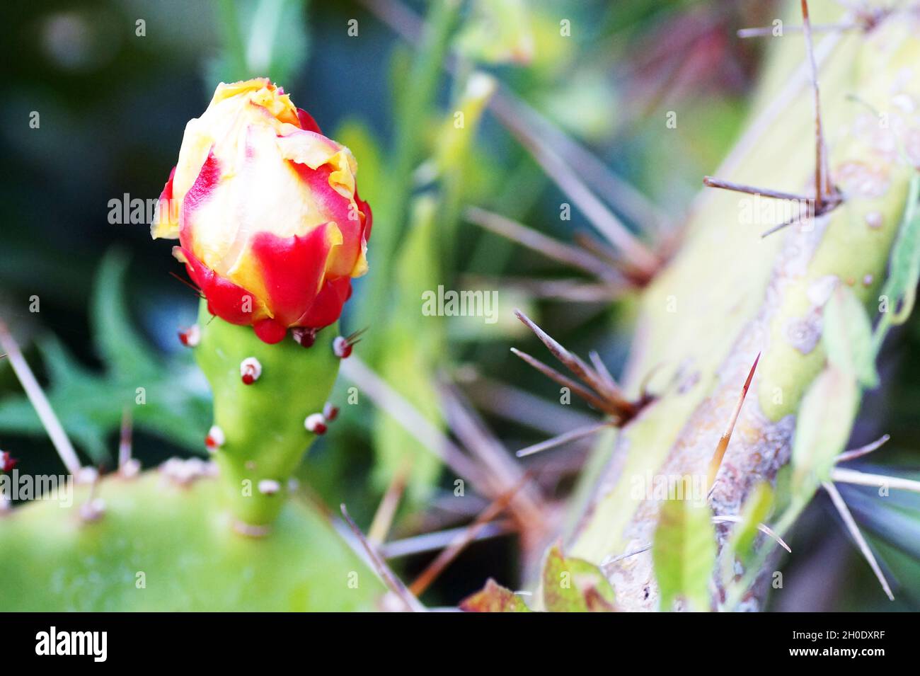 Red ball desert hi-res stock photography and images - Alamy