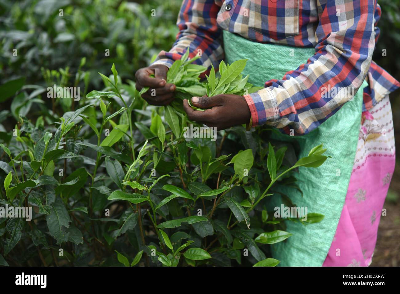 Woman workers pick tea leaves at a tea garden Stock Photo - Alamy