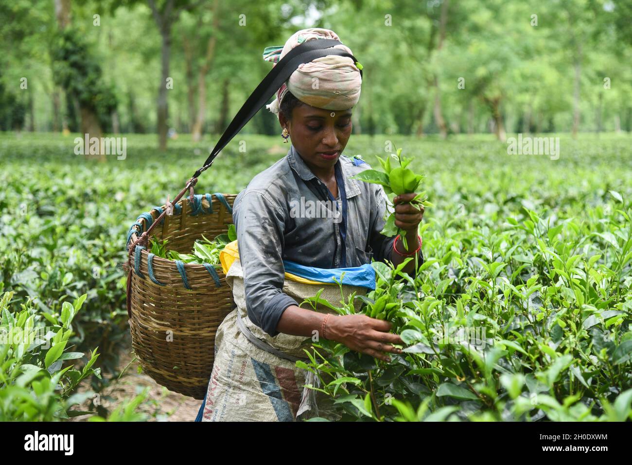 Woman workers pick tea leaves at a tea garden Stock Photo - Alamy