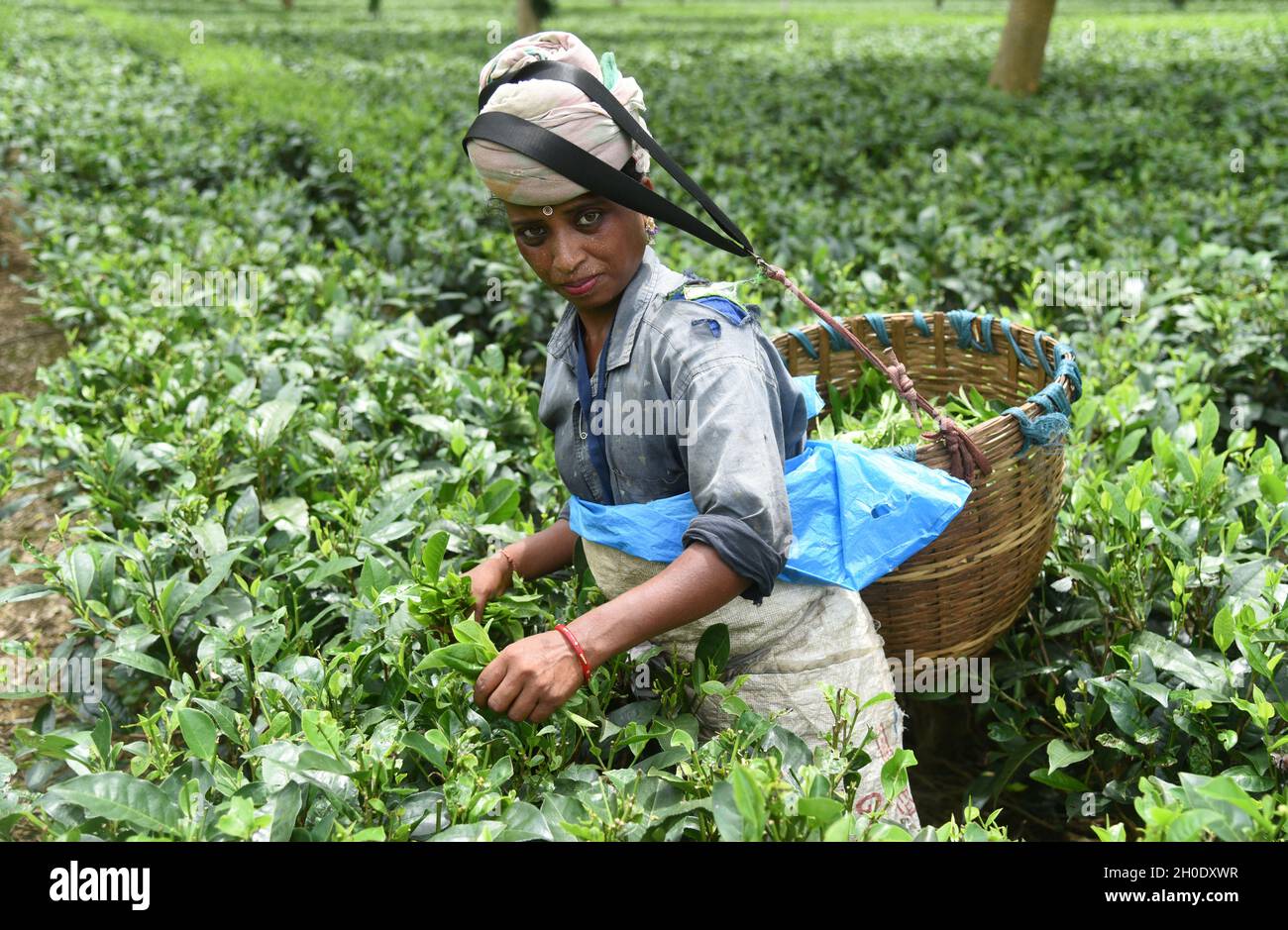 Woman workers pick tea leaves at a tea garden Stock Photo - Alamy