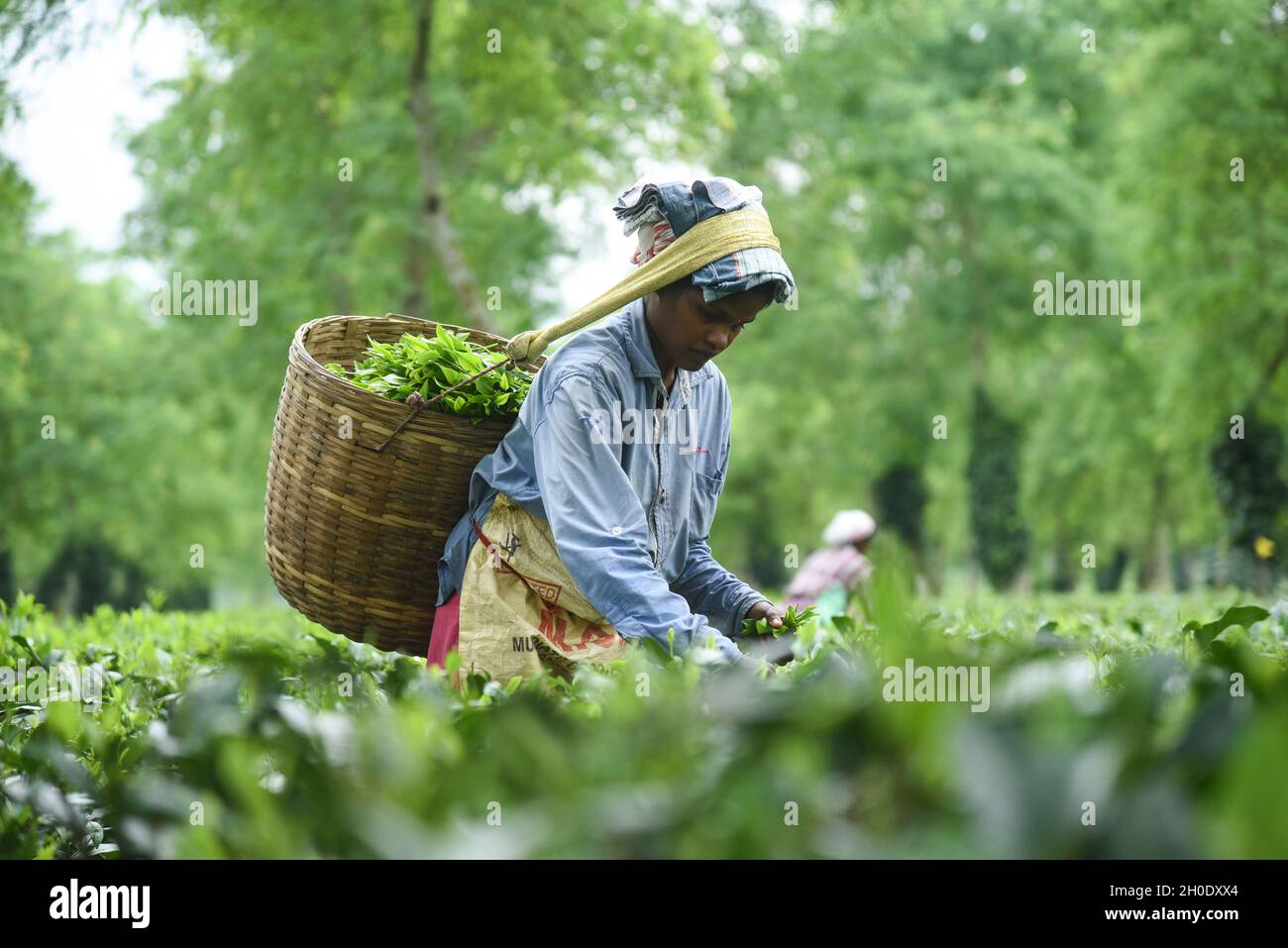 Woman plucking tea leaves assam hi-res stock photography and images - Alamy