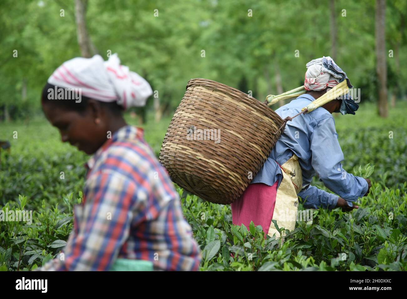 Woman plucking tea leaves assam hi-res stock photography and images - Alamy