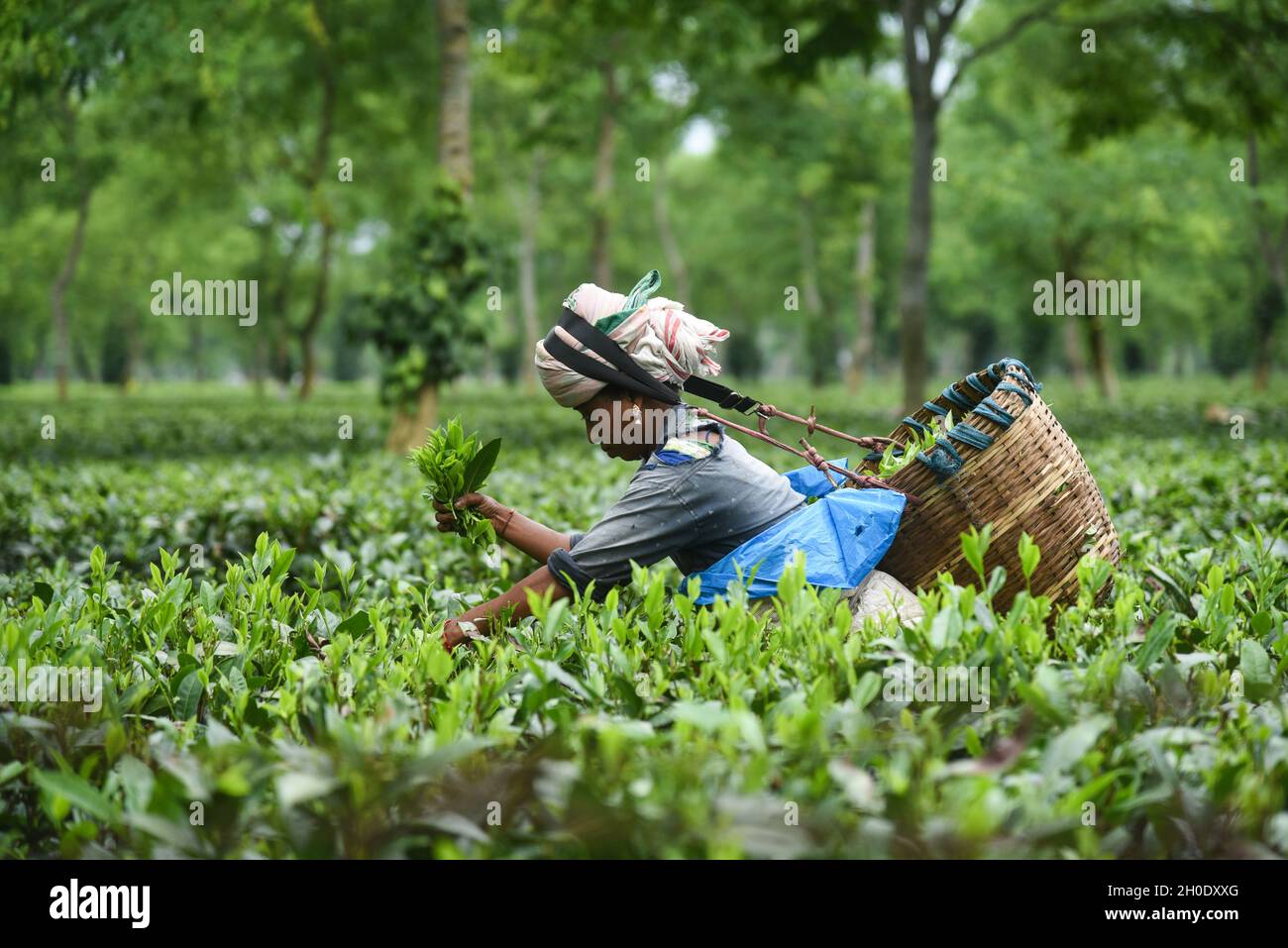 Woman workers pick tea leaves at a tea garden Stock Photo - Alamy