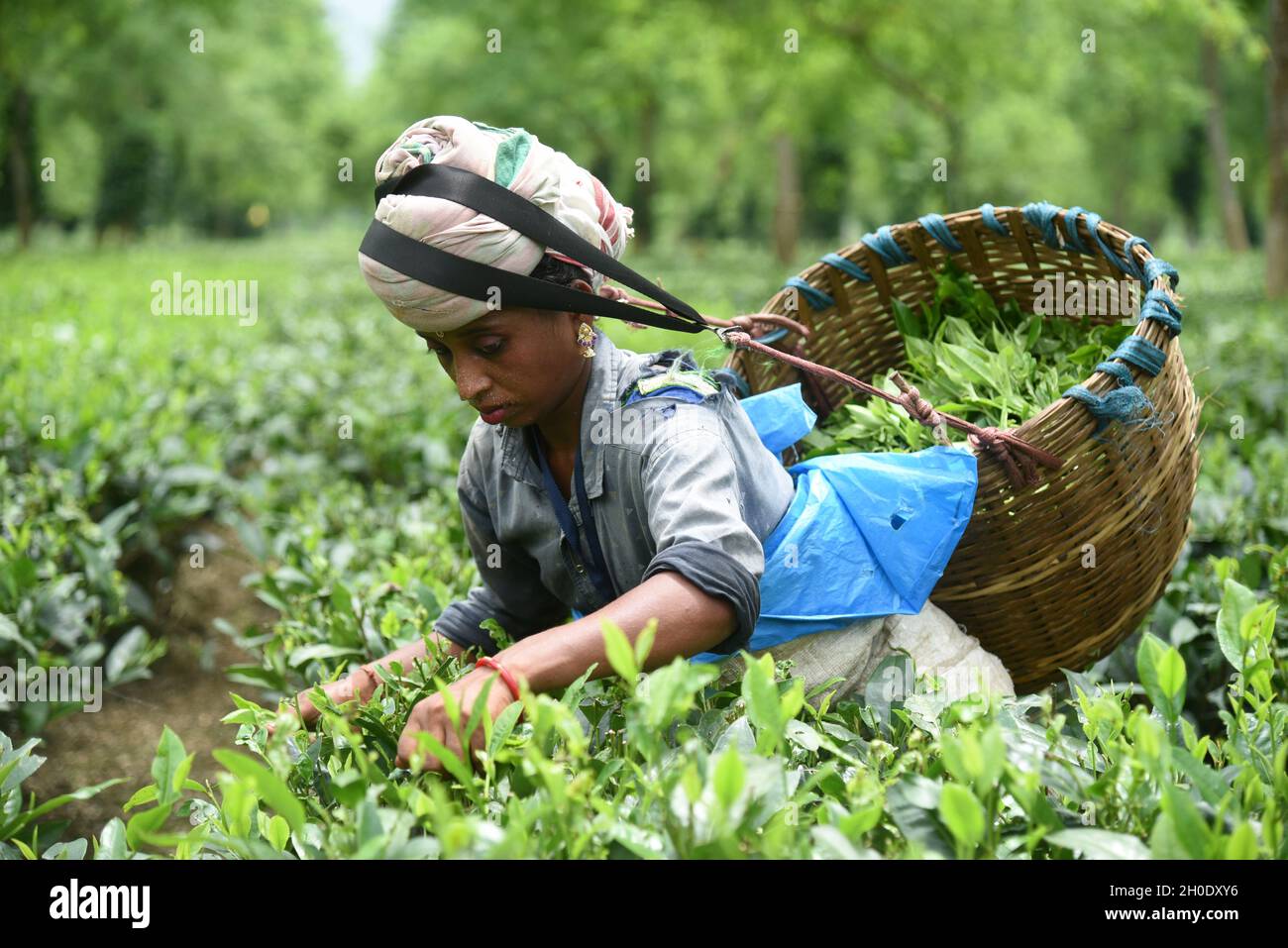 Woman workers pick tea leaves at a tea garden Stock Photo - Alamy