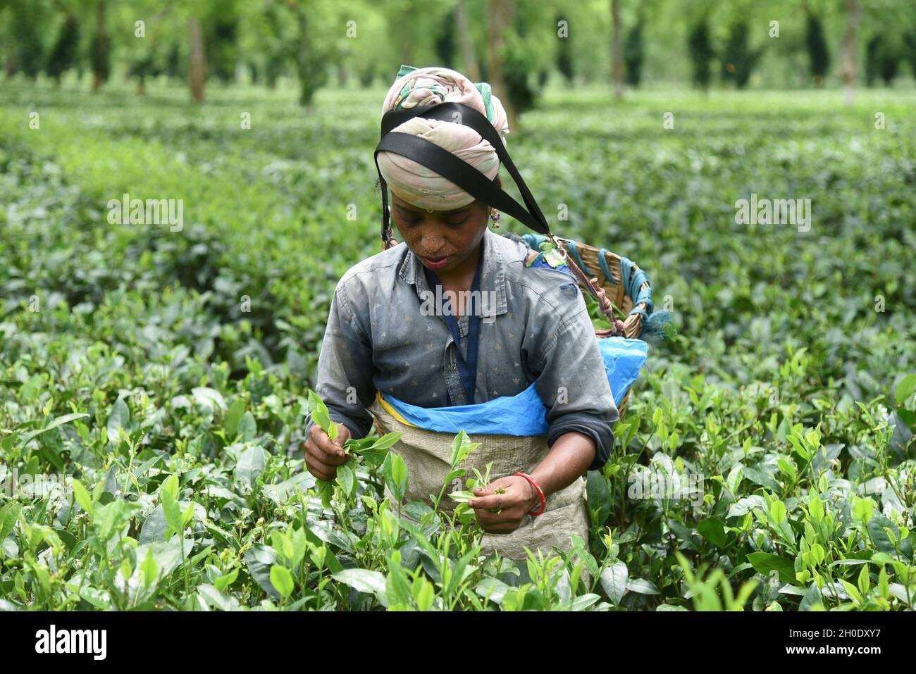 Woman plucking tea leaves assam hi-res stock photography and images - Alamy