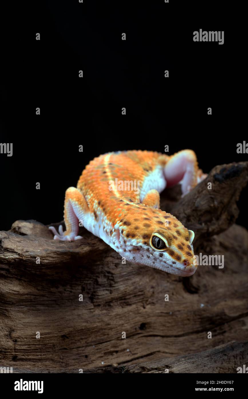 Firewater Leopard Gecko