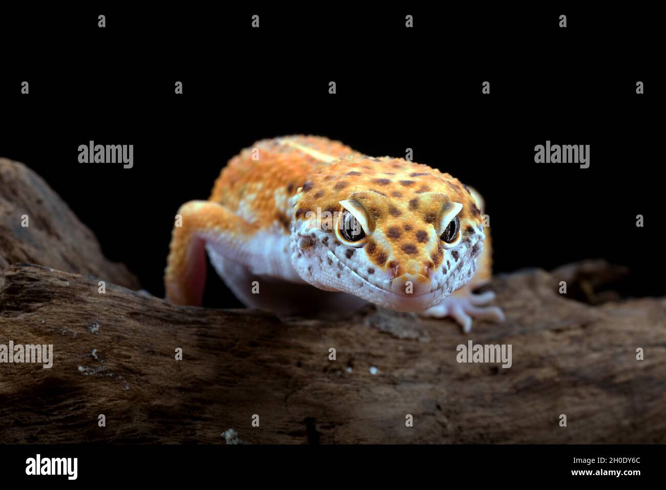 Beauty leopard gecko hi-res stock photography and images - Alamy