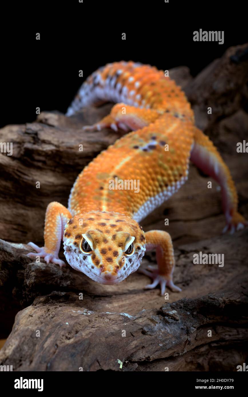 leopard gecko isolated on black background Stock Photo - Alamy