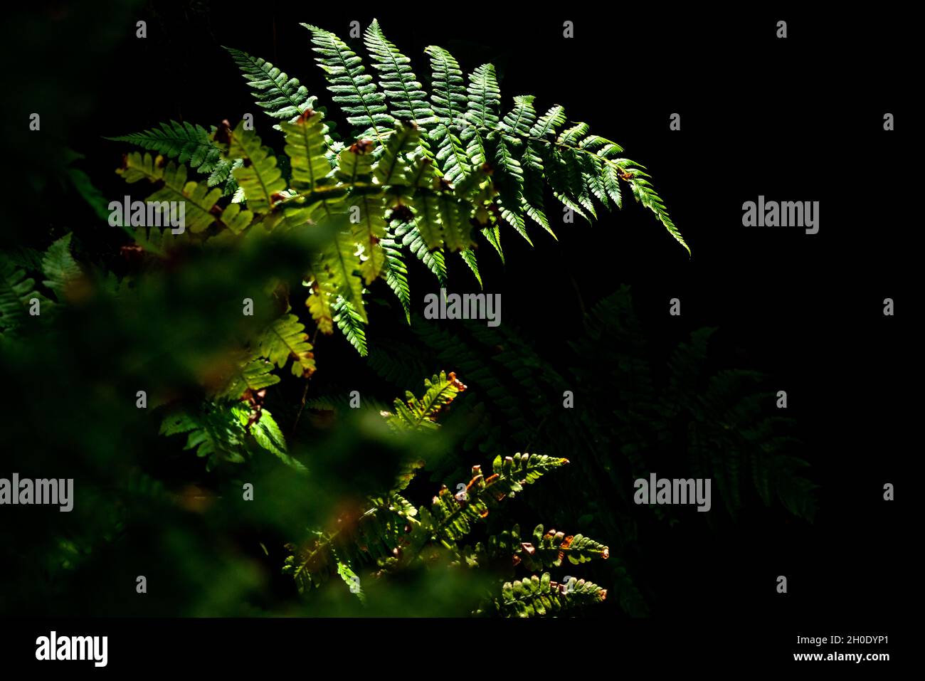 A ray of sunlight illuminates a fern in the magical Canary Islands ...
