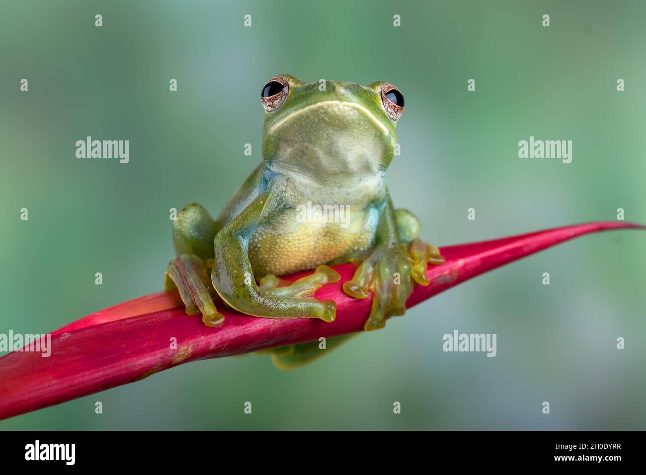 Malayan flying frog hi-res stock photography and images - Alamy