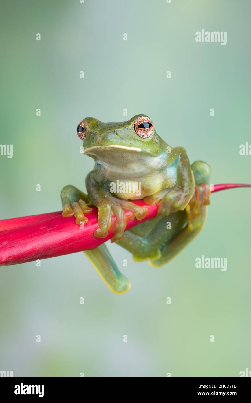 Malayan flying frog on red flower Stock Photo - Alamy