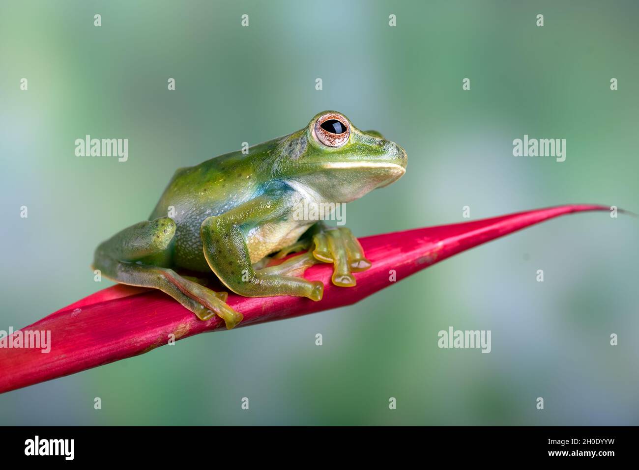 Malayan tree frog hi-res stock photography and images - Alamy