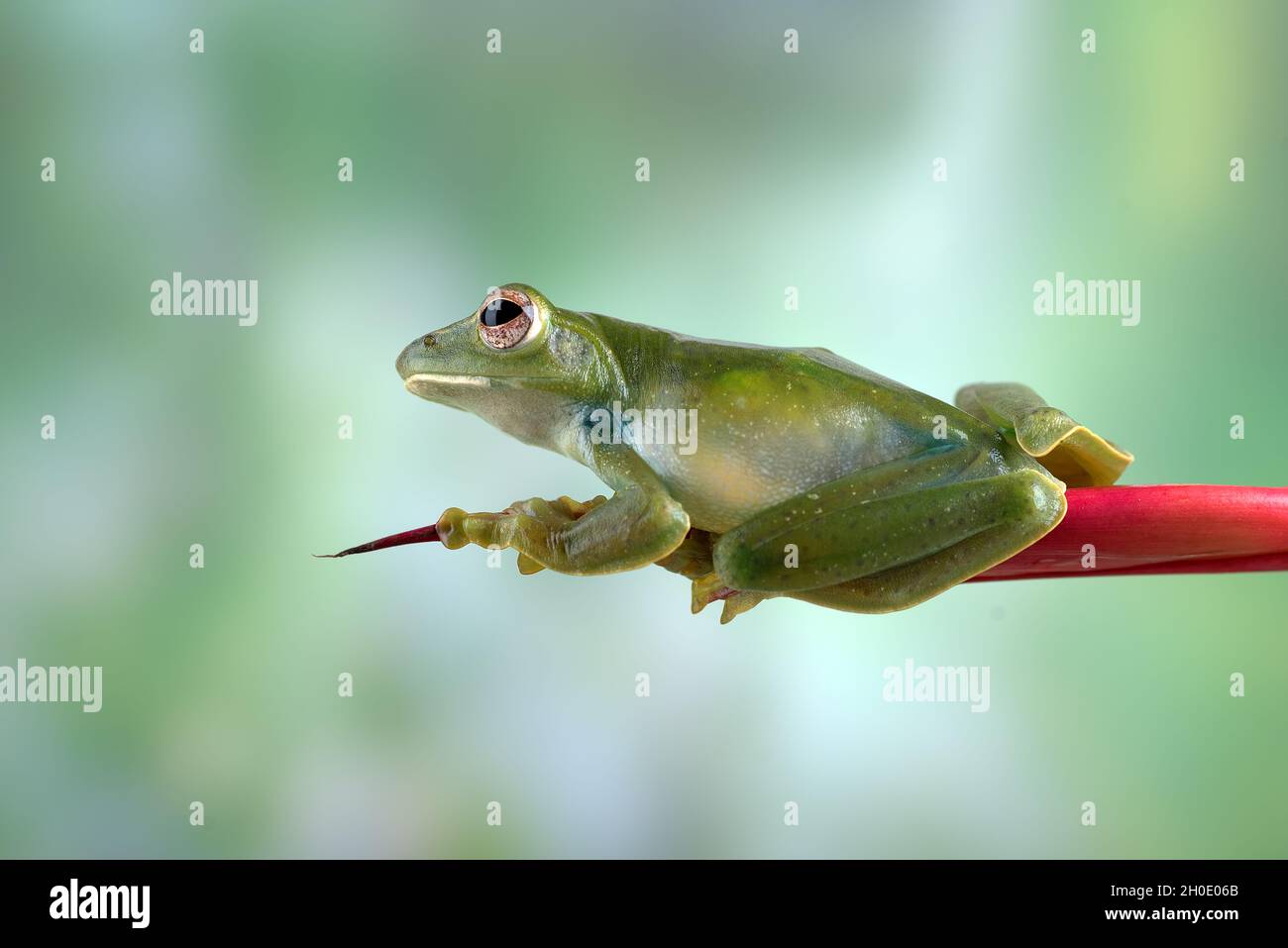Malayan tree frog hi-res stock photography and images - Alamy