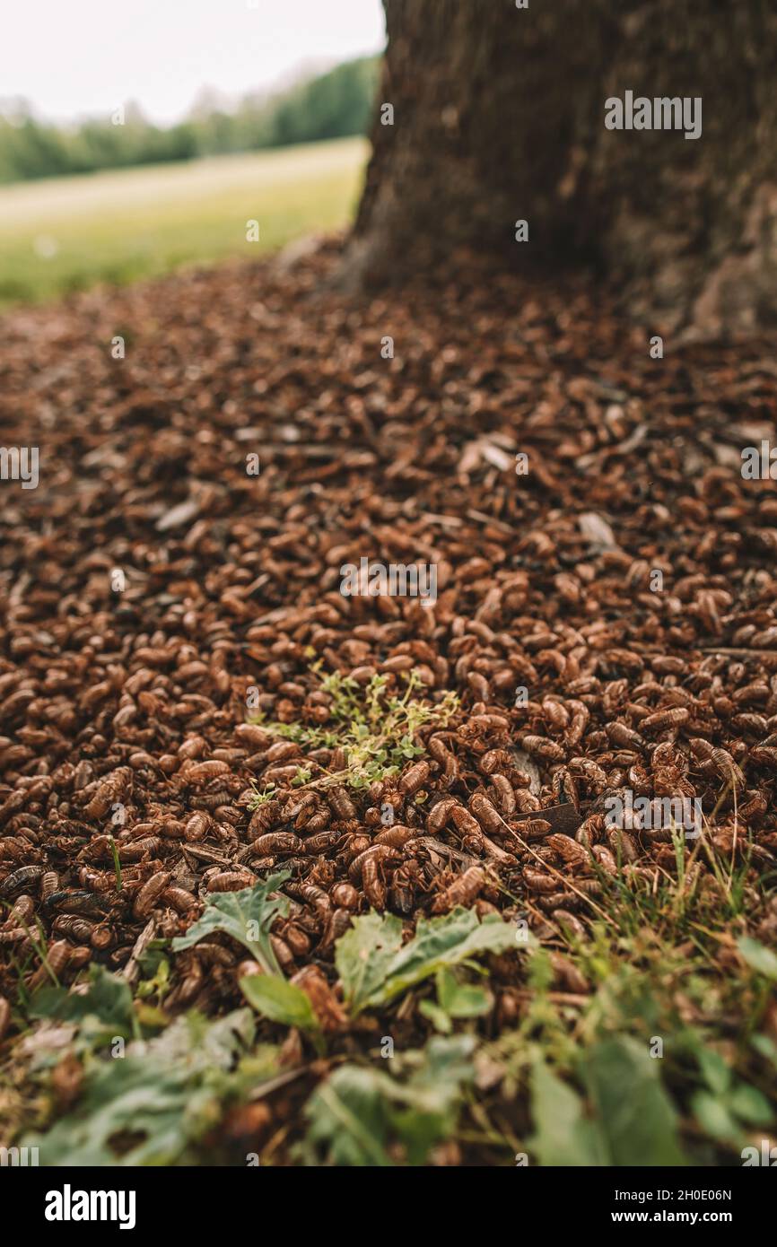 Summer 2021 Summer cicada brood x swarming in a Cincinnati Park Stock ...