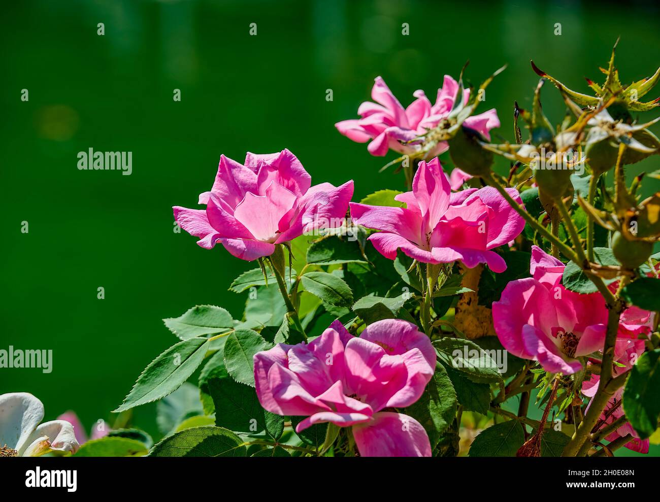 Rosa x damascena, commonly known as Damascus rose, Castilian rose, Rose ...
