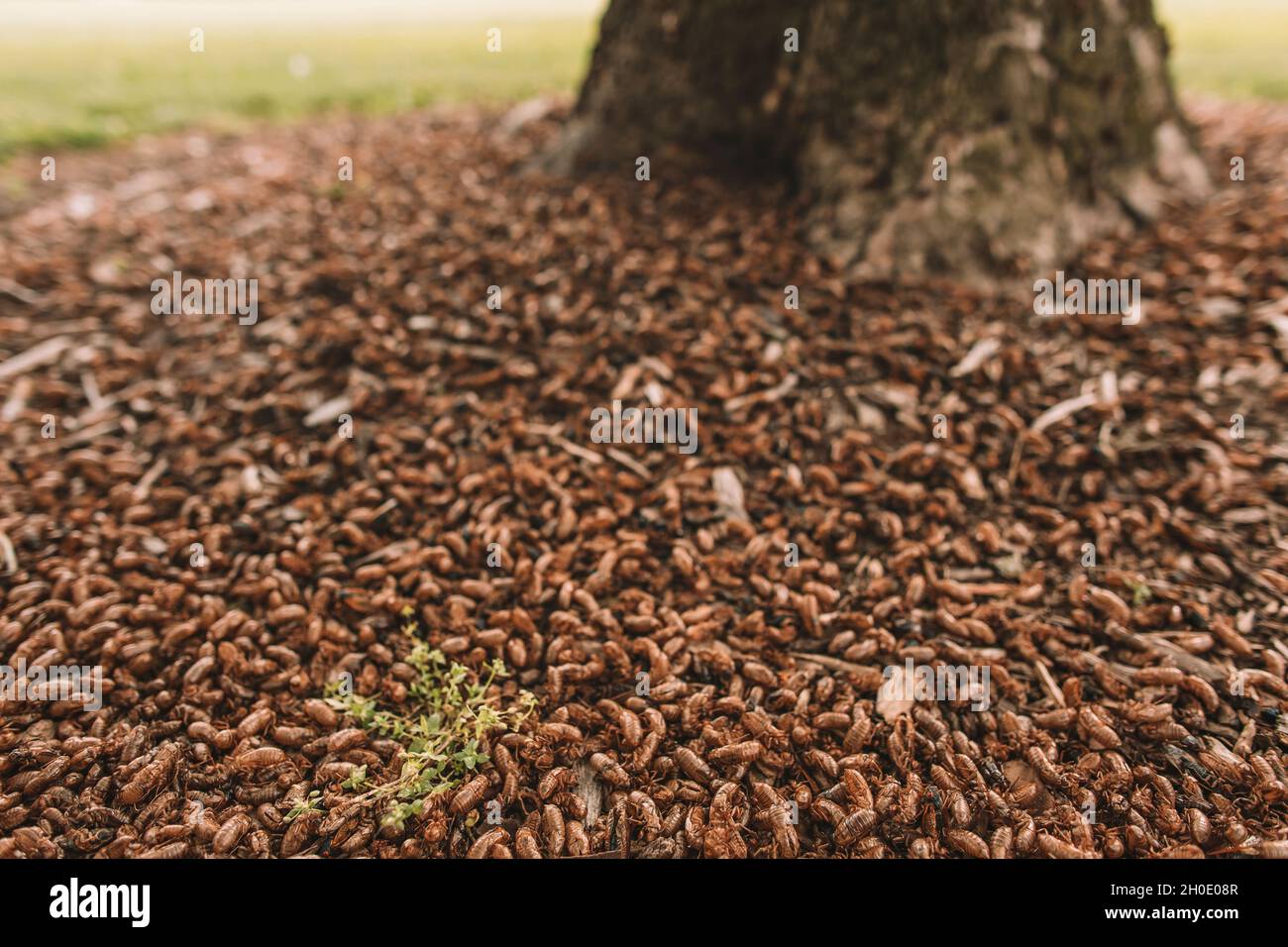 Summer 2021 Summer cicada brood x swarming in a Cincinnati Park Stock ...