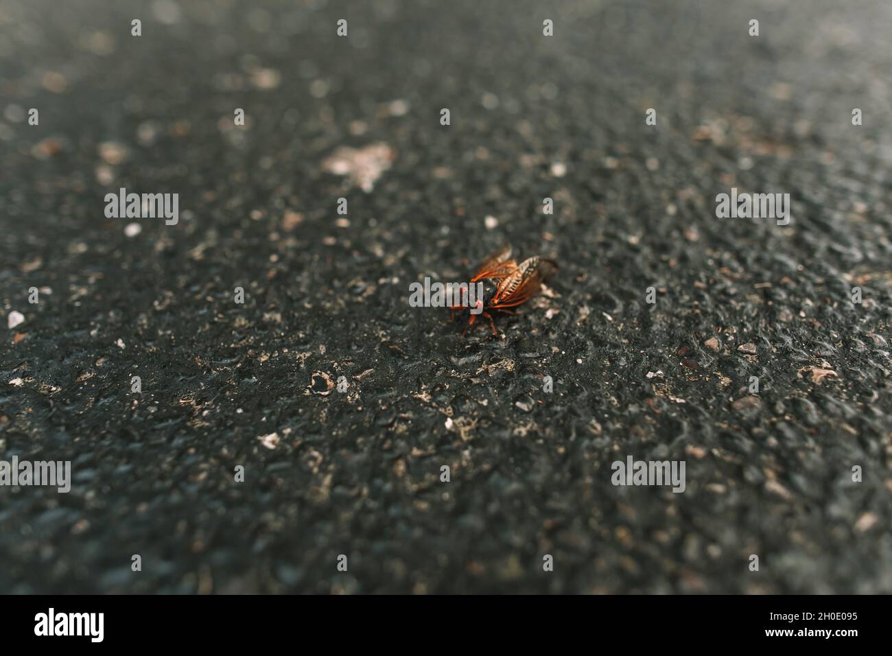 Summer 2021 Summer cicada brood x Stock Photo - Alamy