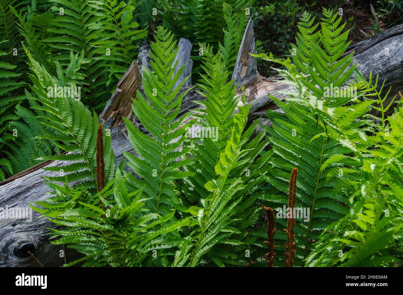 Mott green hi-res stock photography and images - Alamy
