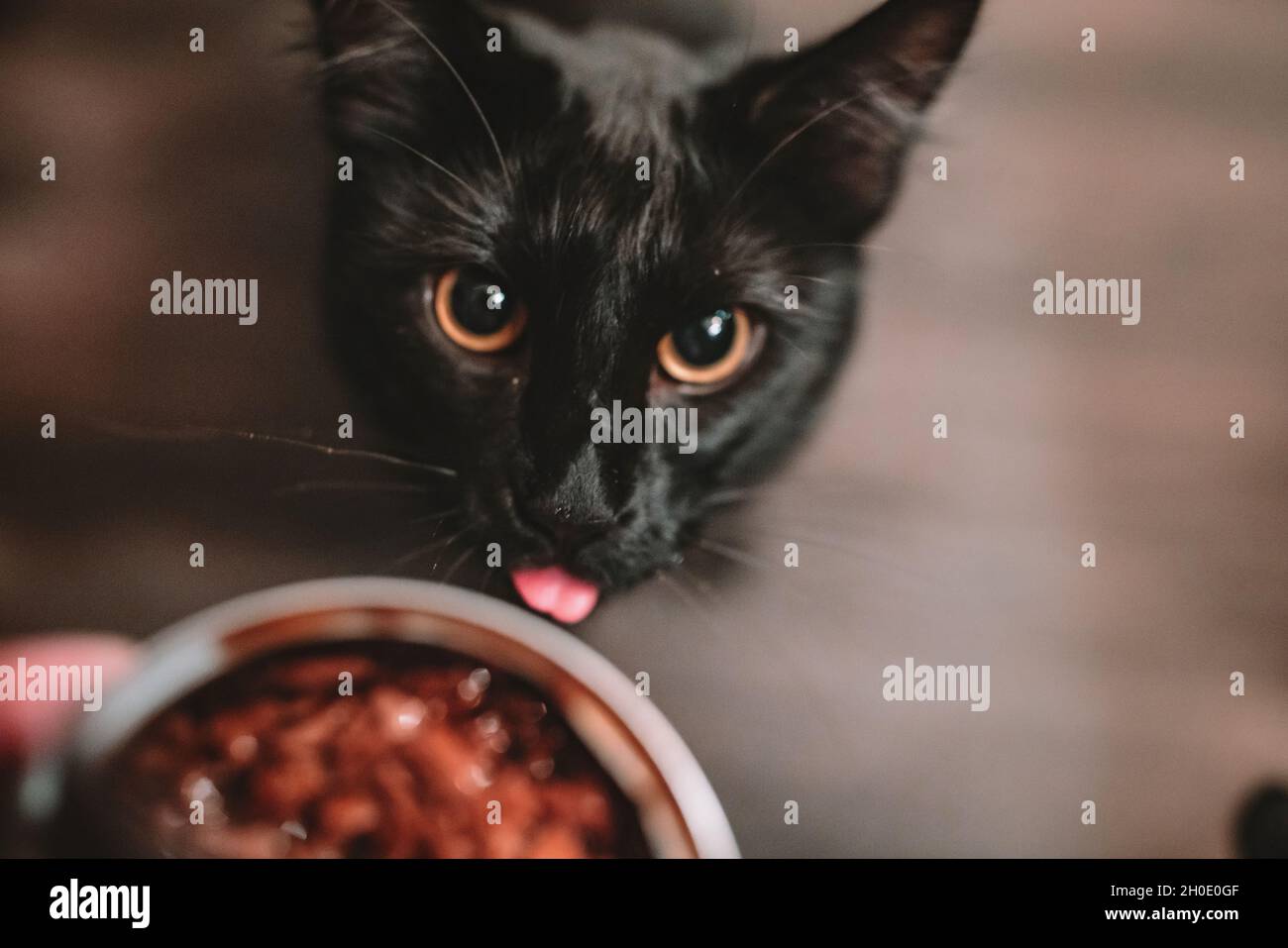 black cat begs for canned cat food Stock Photo - Alamy