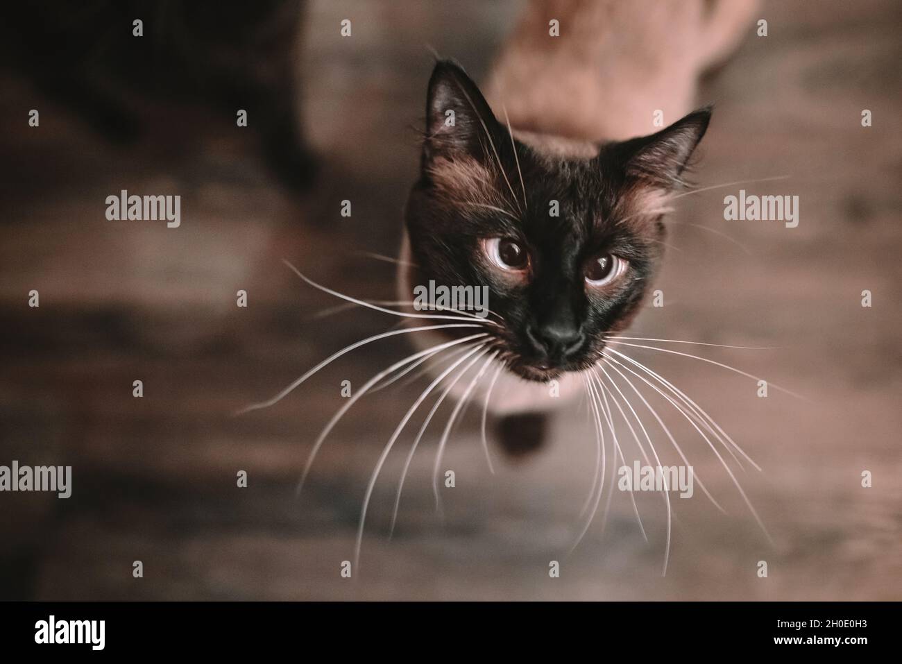 Siamese cat with cross eyes and long whiskers Stock Photo - Alamy