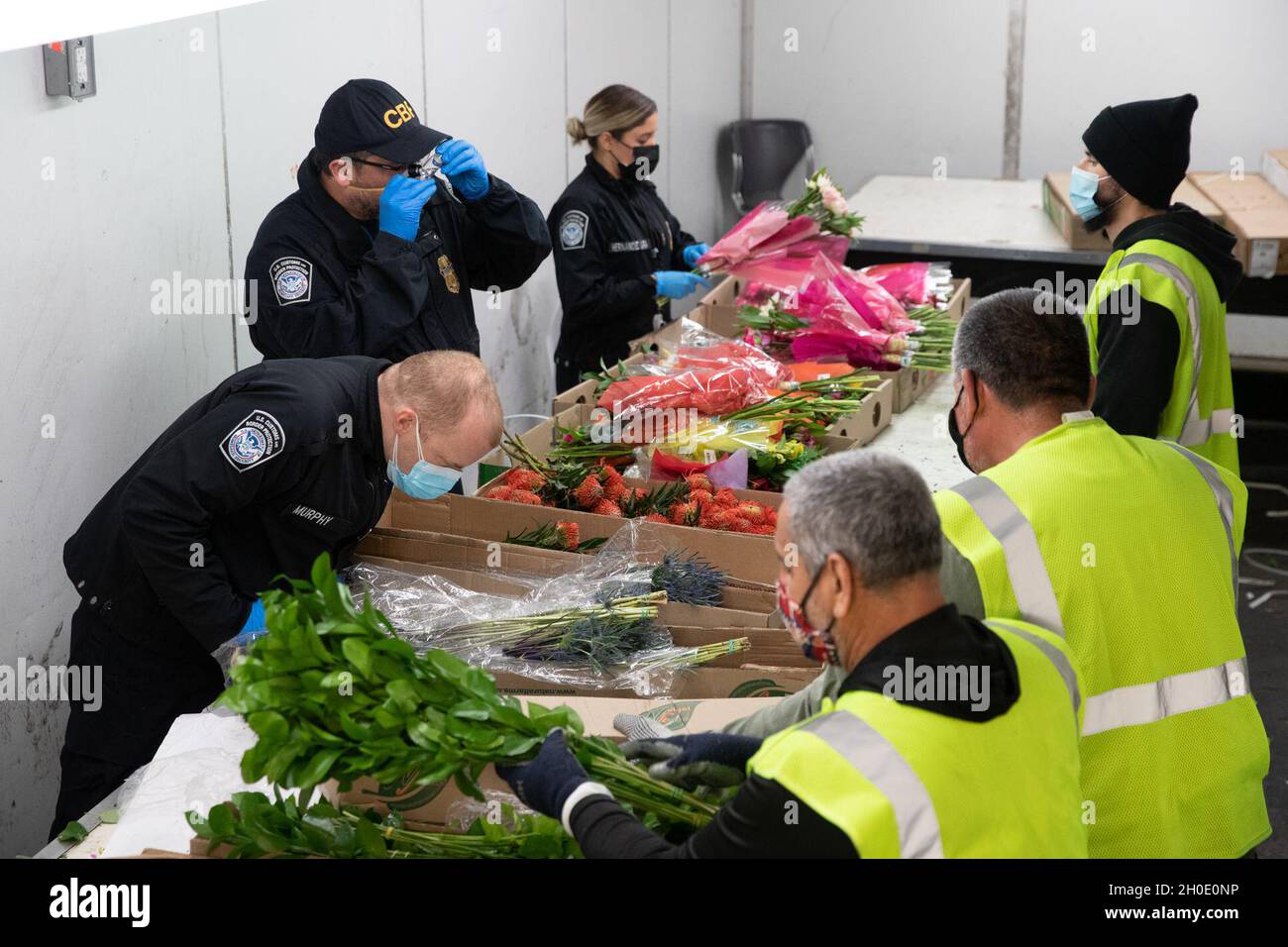 U.S. Customs and Border Protection agriculture specialists inspect ...