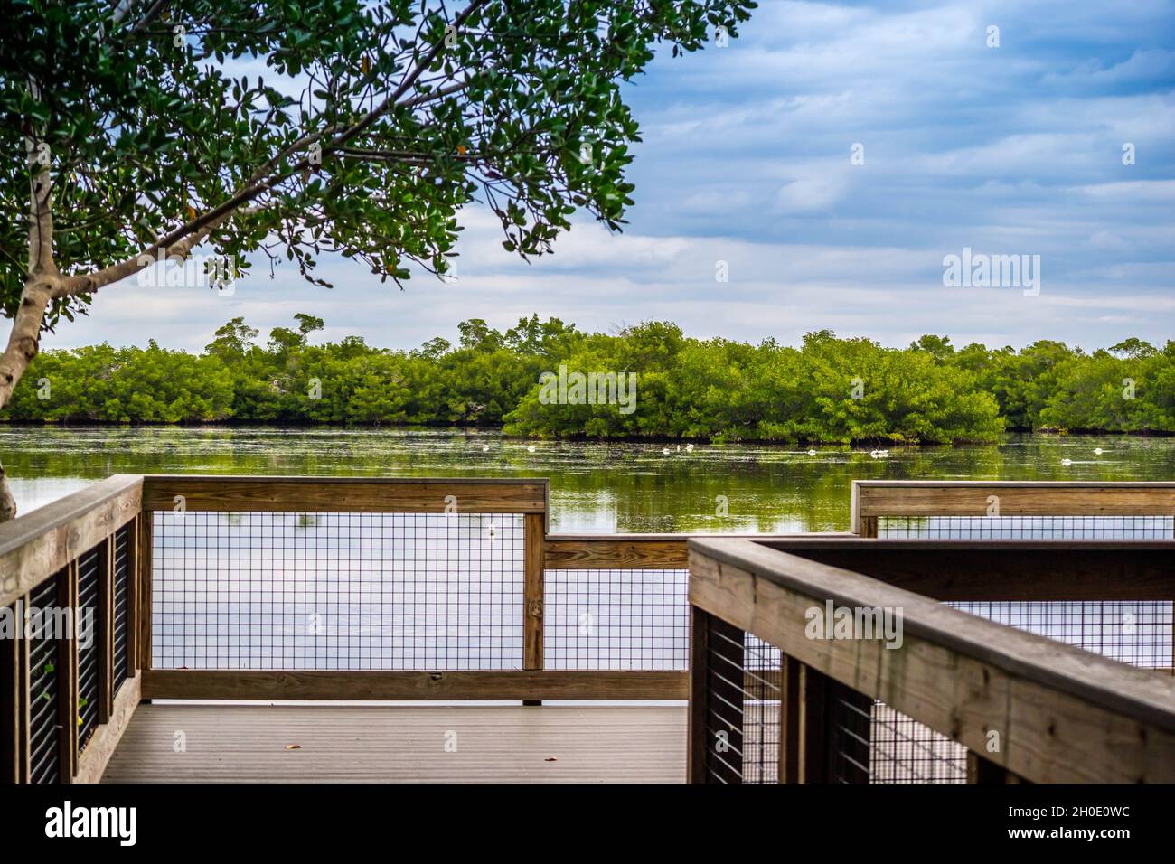Mangrove plants growing in the wetland forest of the island in Ding ...