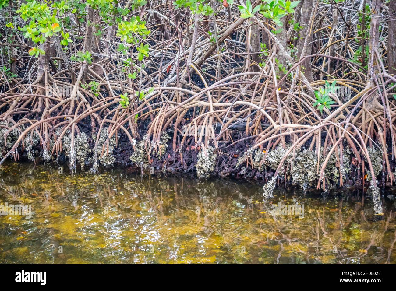 Mangrove plants growing in the wetland forest of the island in Ding ...
