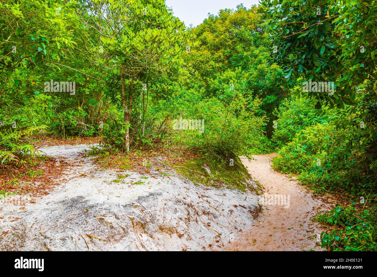 Tropical natural jungle forest with palm trees hiking trail and path to ...