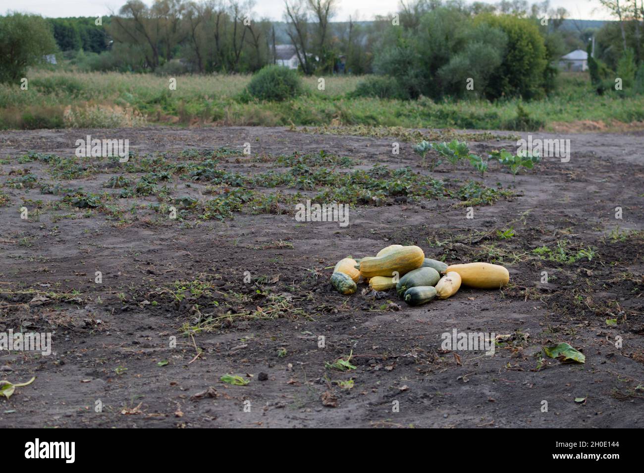 Oblong yellow green pumpkins pile on the black ground Stock Photo - Alamy