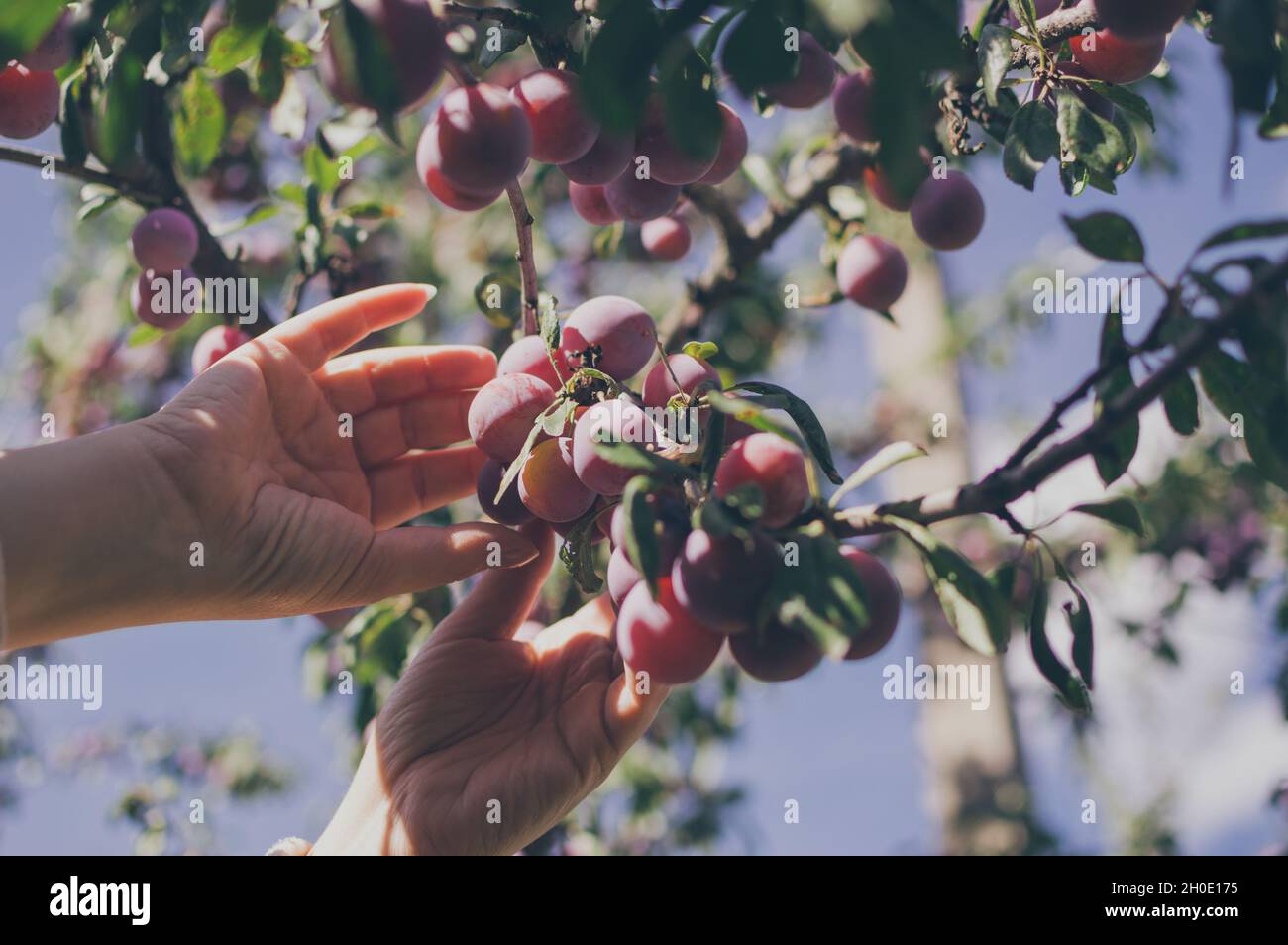 Pluck eco hi-res stock photography and images - Alamy