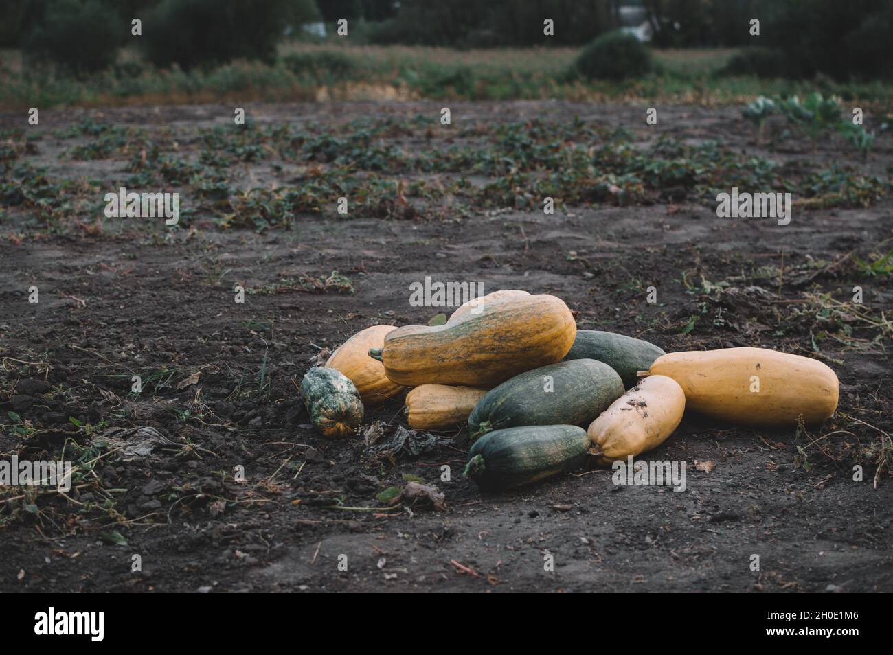 Green oblong hi-res stock photography and images - Alamy