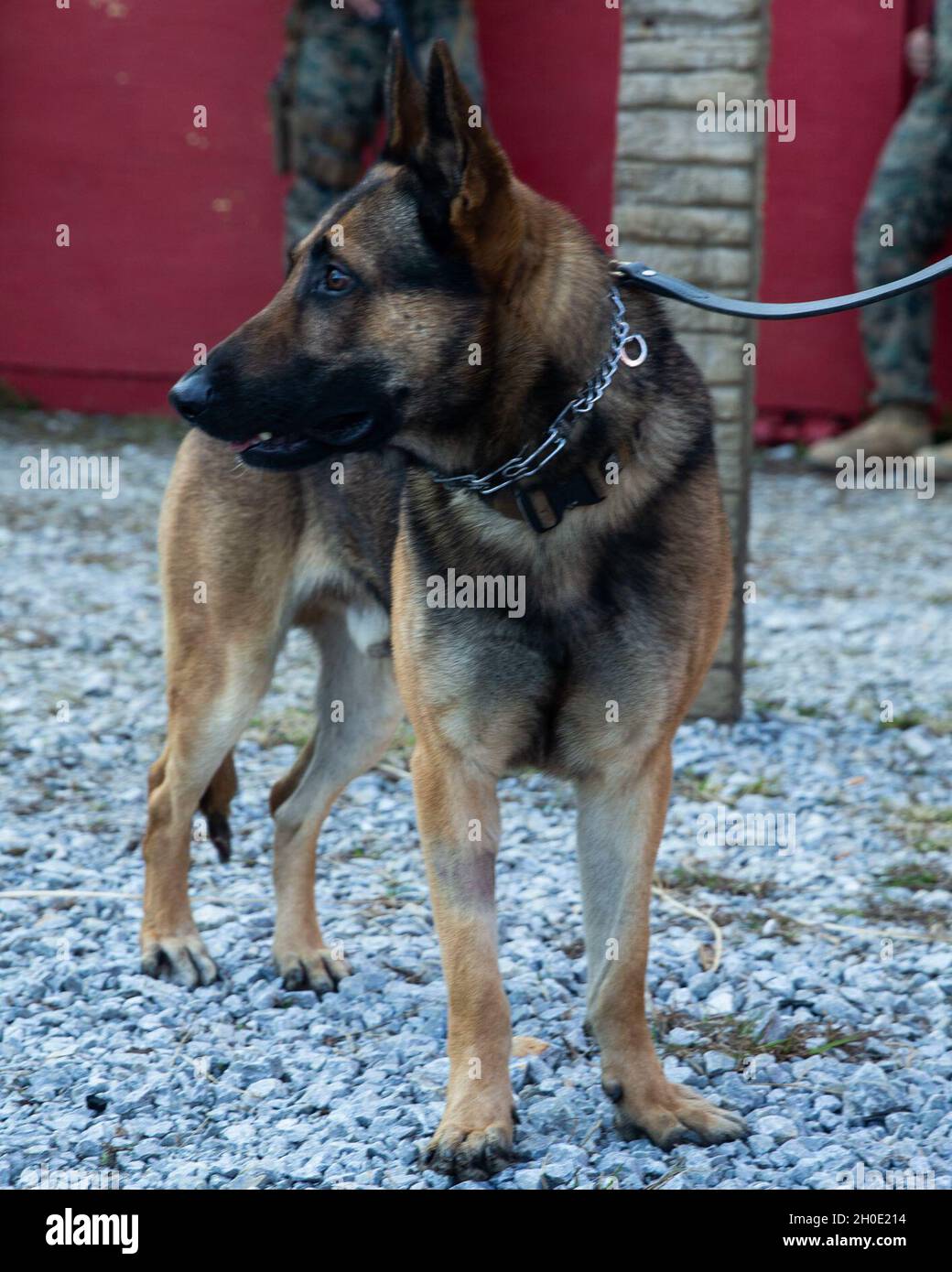 U.S. Marine Corps military working dog Pedro accompanies the security ...