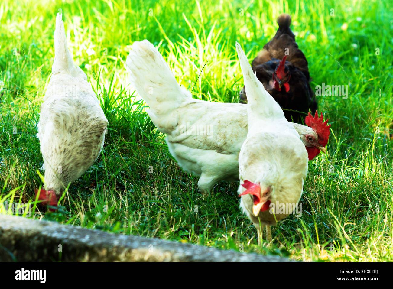 Domestic chickens hi-res stock photography and images - Alamy